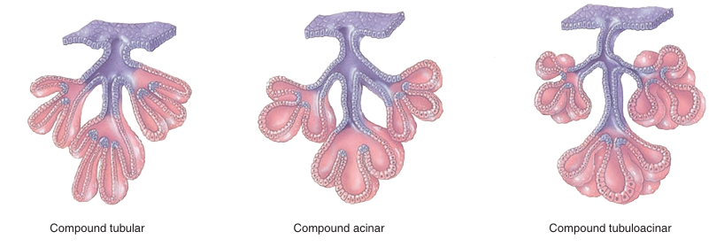 Epithelial Cells | Flashcards