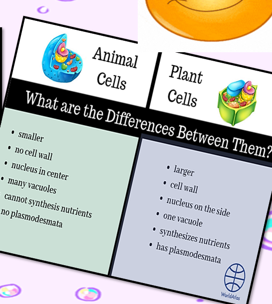 Difference Of Animal Cell and Plant Cel | Flashcards