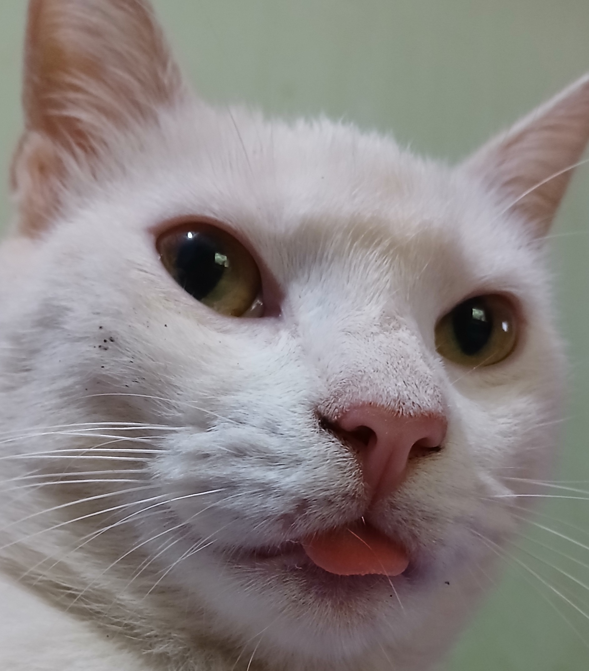 Chapter 3 (until 3.4, Inclusive) | Flashcards