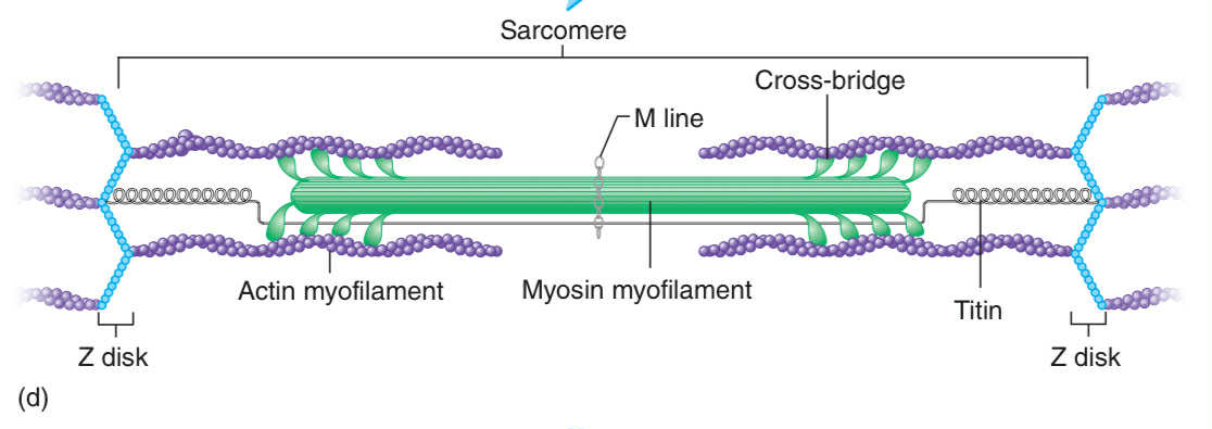 Muscle Fibers | Flashcards