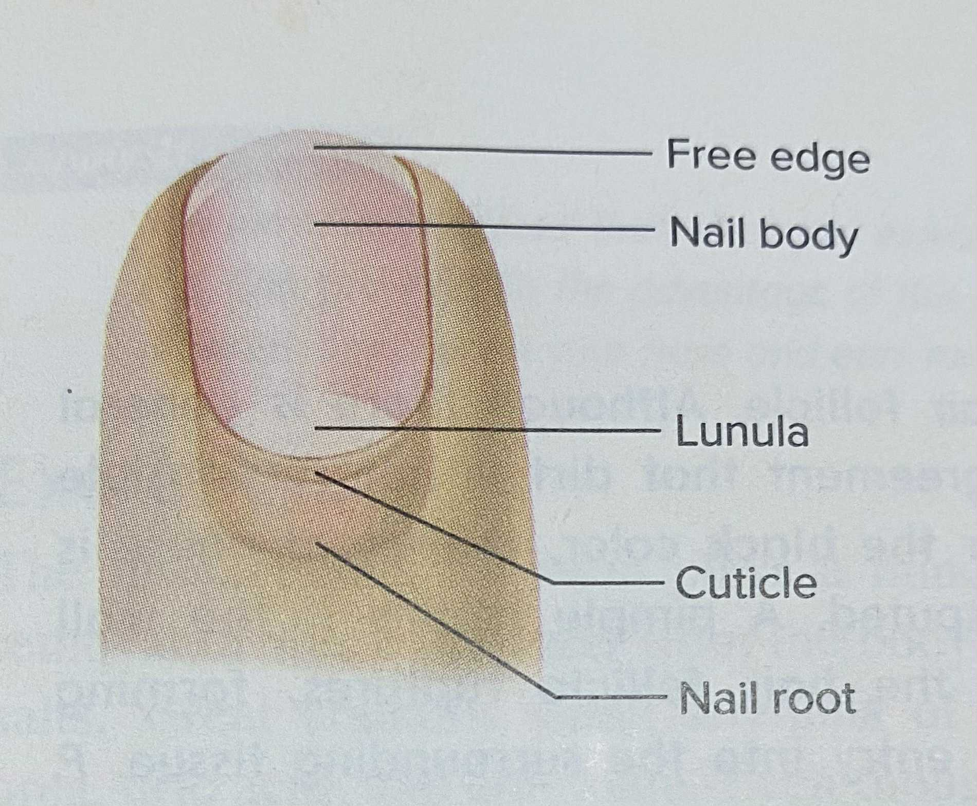 Nail | Flashcards