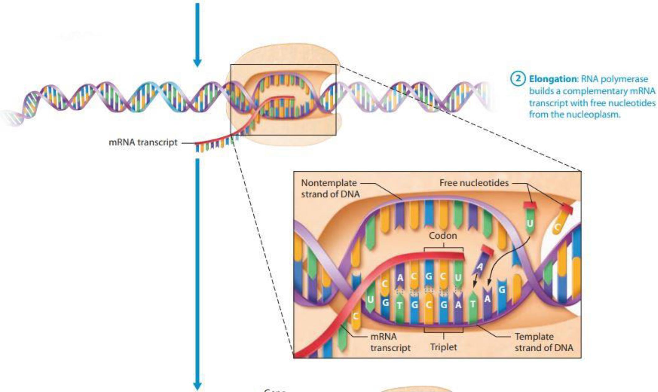 Unit 2: Cells Tissues | Flashcards