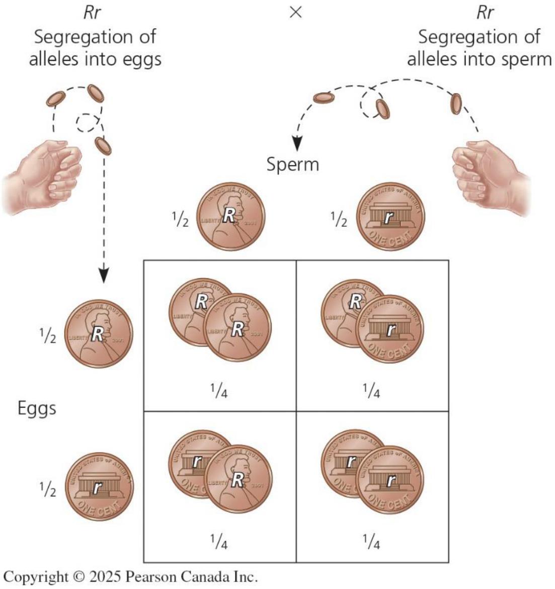Mendelian Genetics | Flashcards