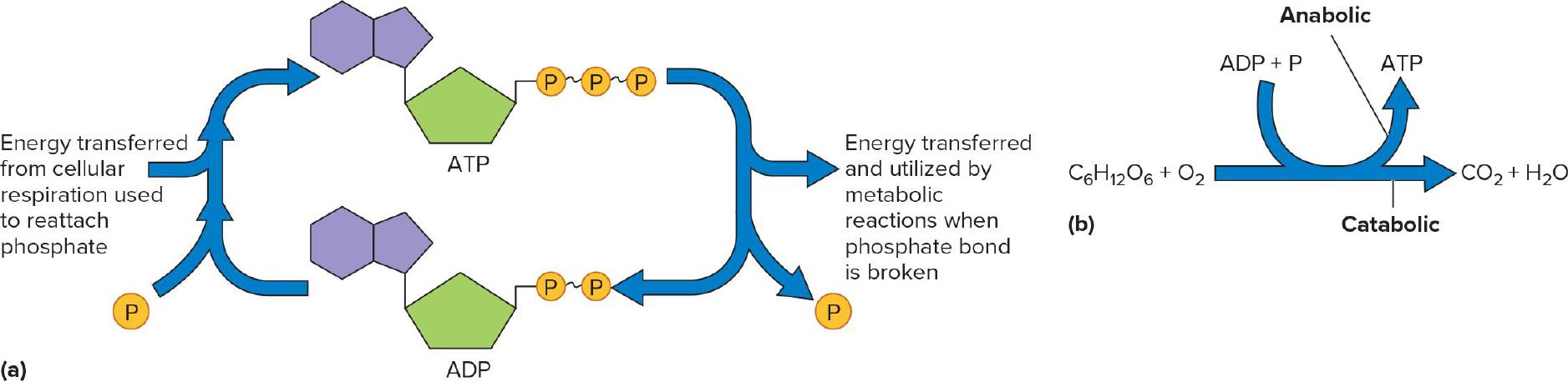 Cellular Metabolism | Flashcards
