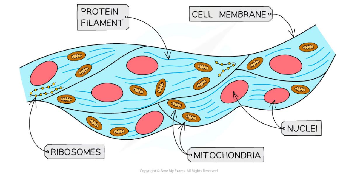 Cell Structure | Flashcards