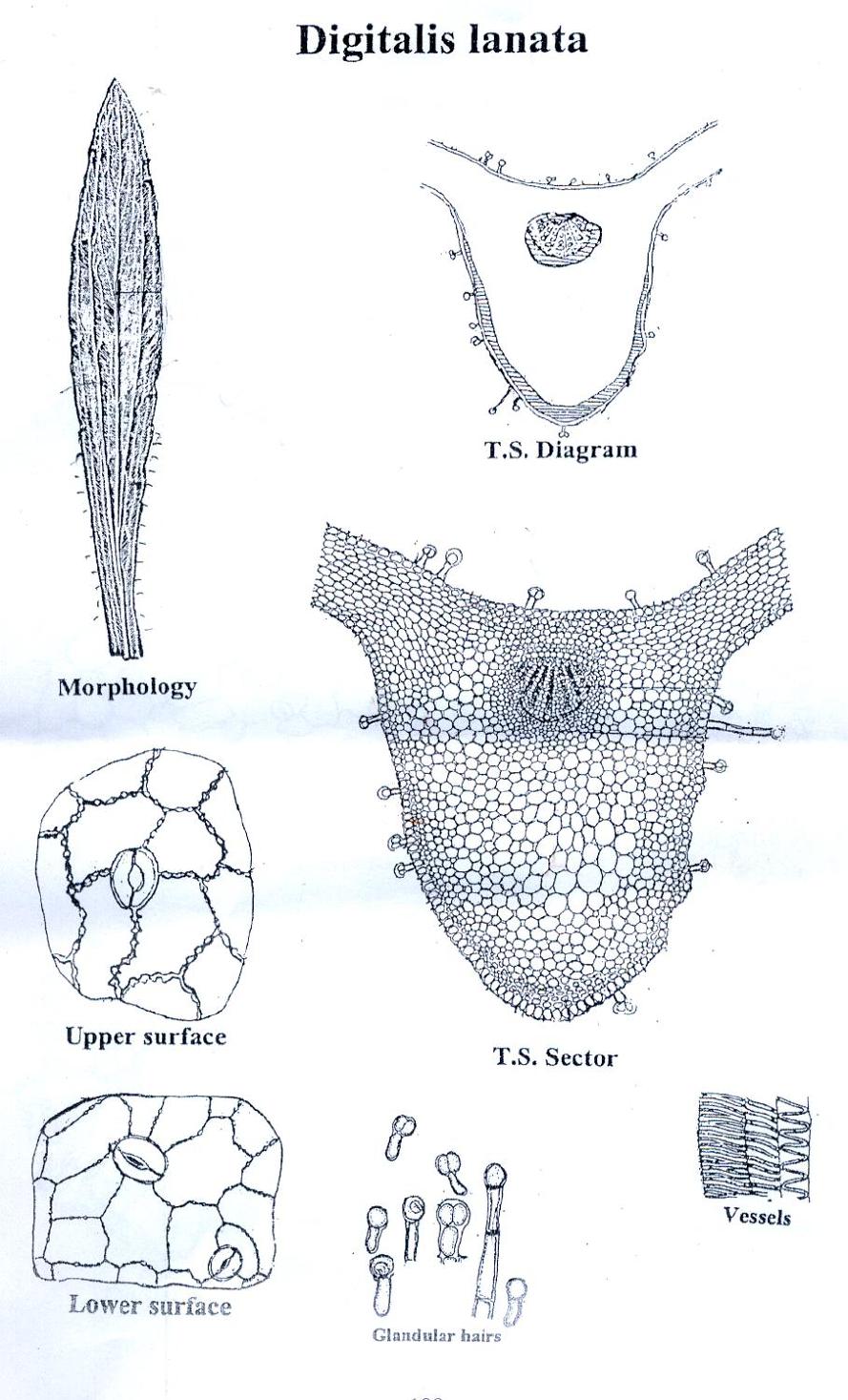 Medicinal Plants | Flashcards