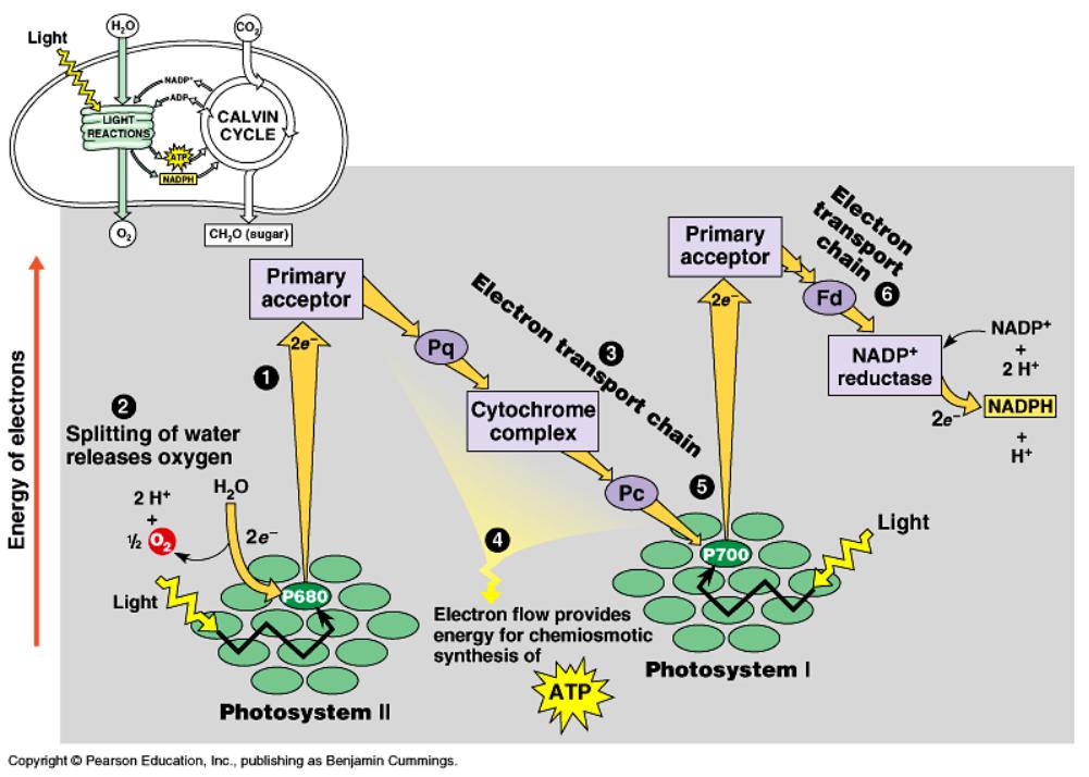 Photosynthesis | Flashcards