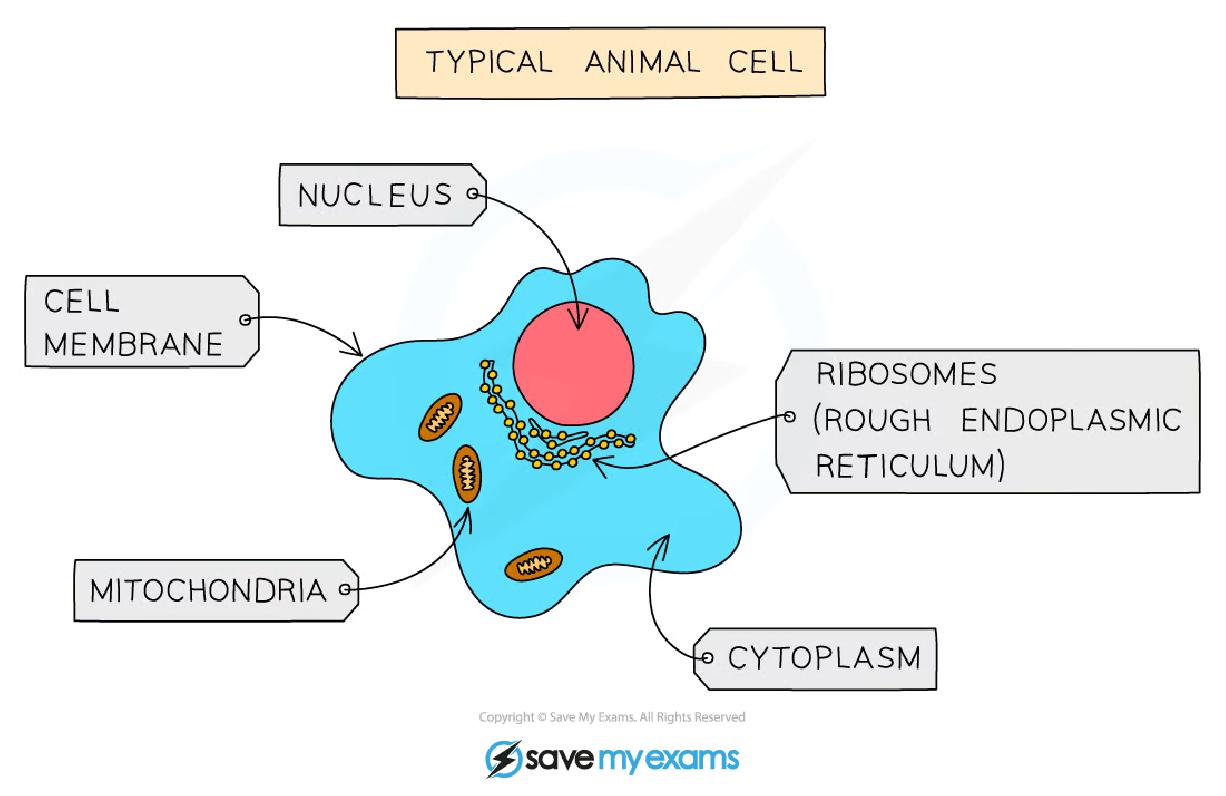 Igcse Co-ordinated Science B2 Cells | Flashcards